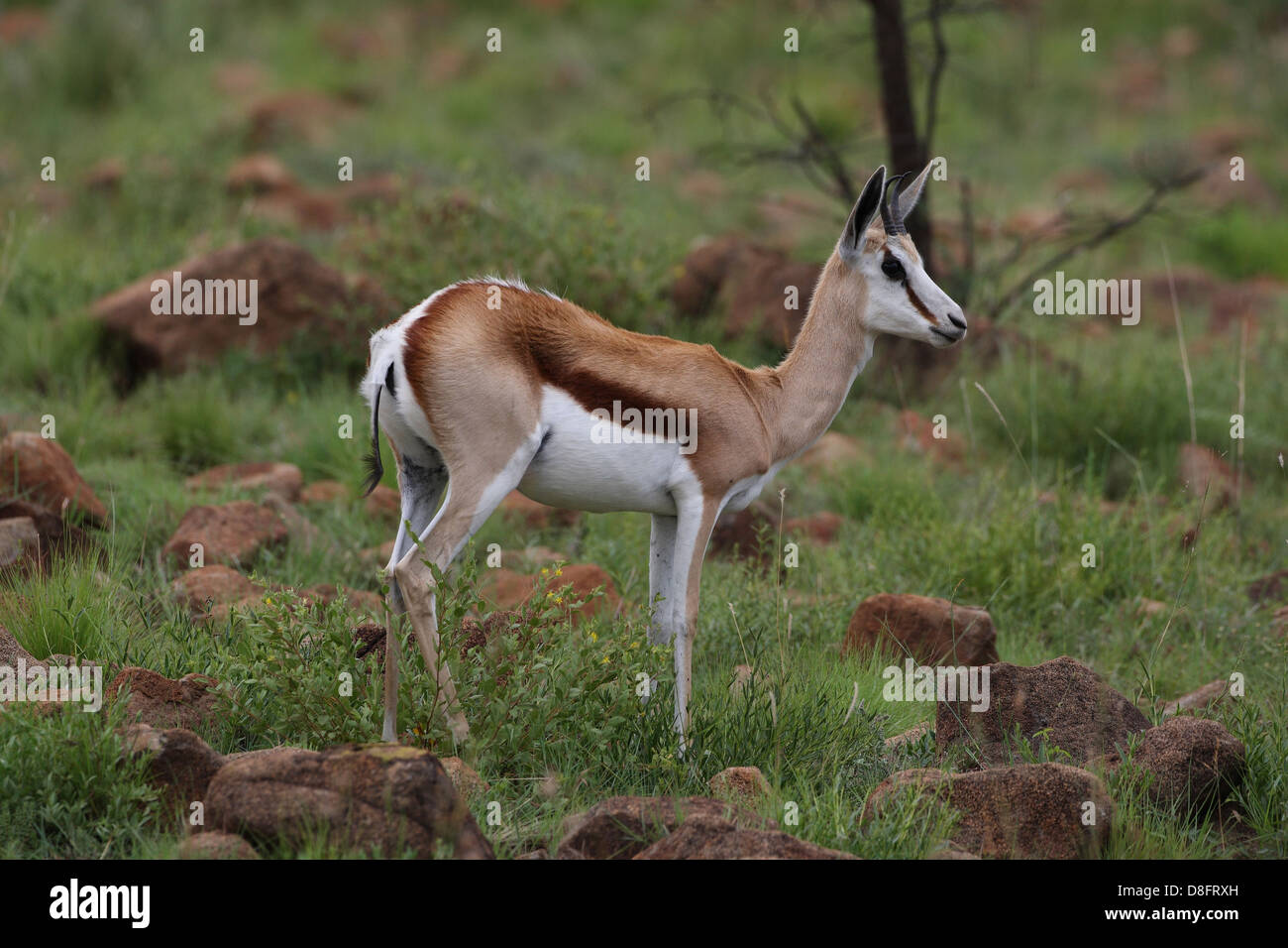 Springbok pronking hi-res stock photography and images - Alamy