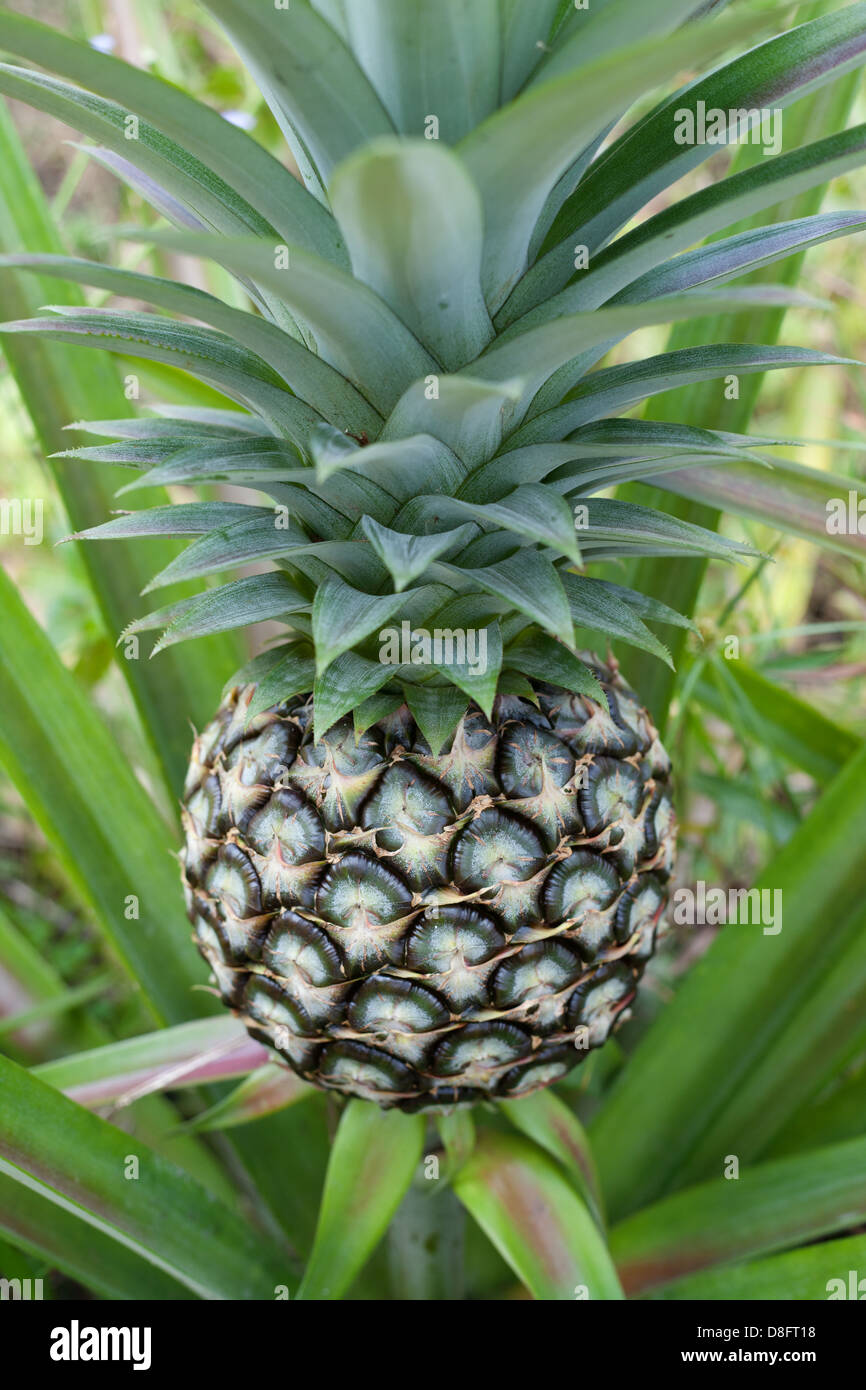 Unripe pineapple hi-res stock photography and images - Alamy