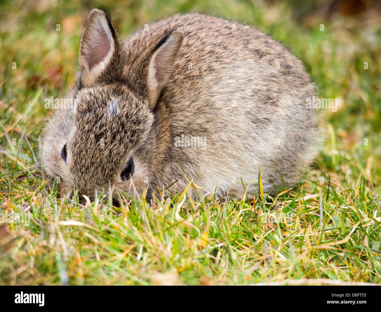 Rabbit grazing hi-res stock photography and images - Alamy