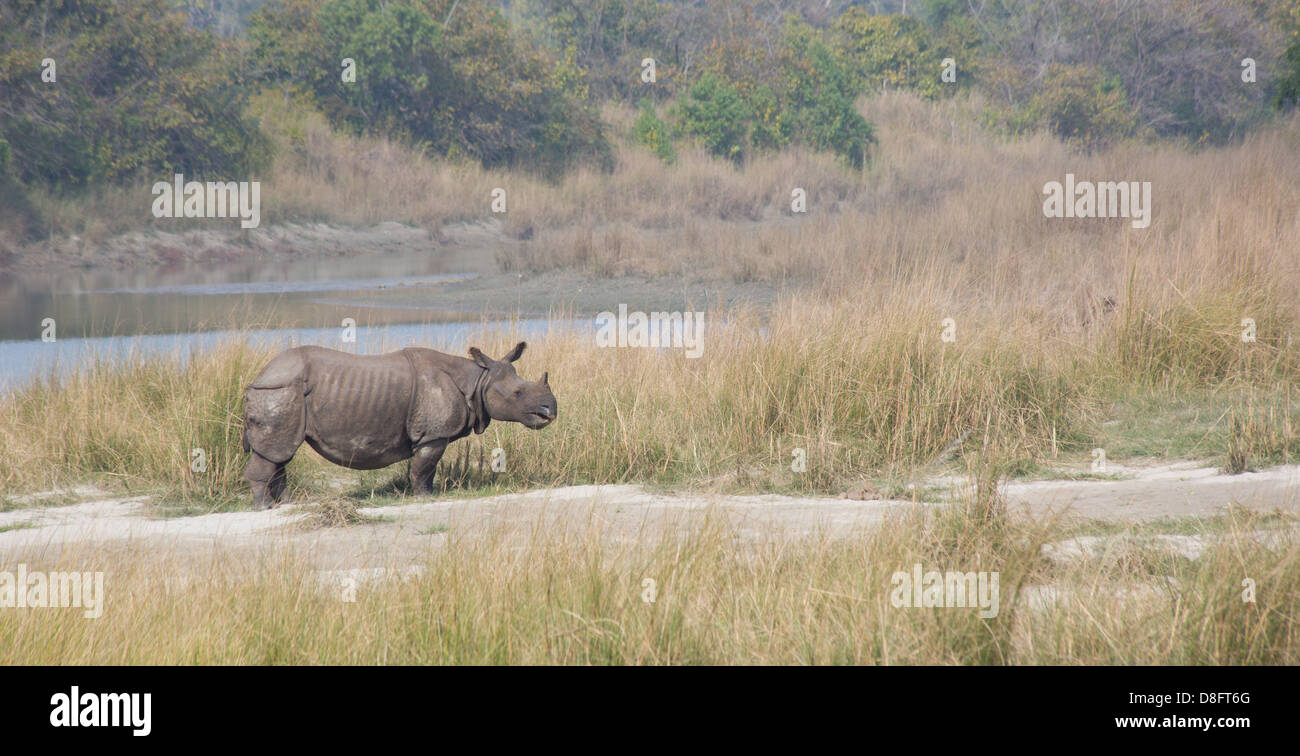 Greater One-horned Rhinoceros, Rhinoceros unicornis, Bardia National ...