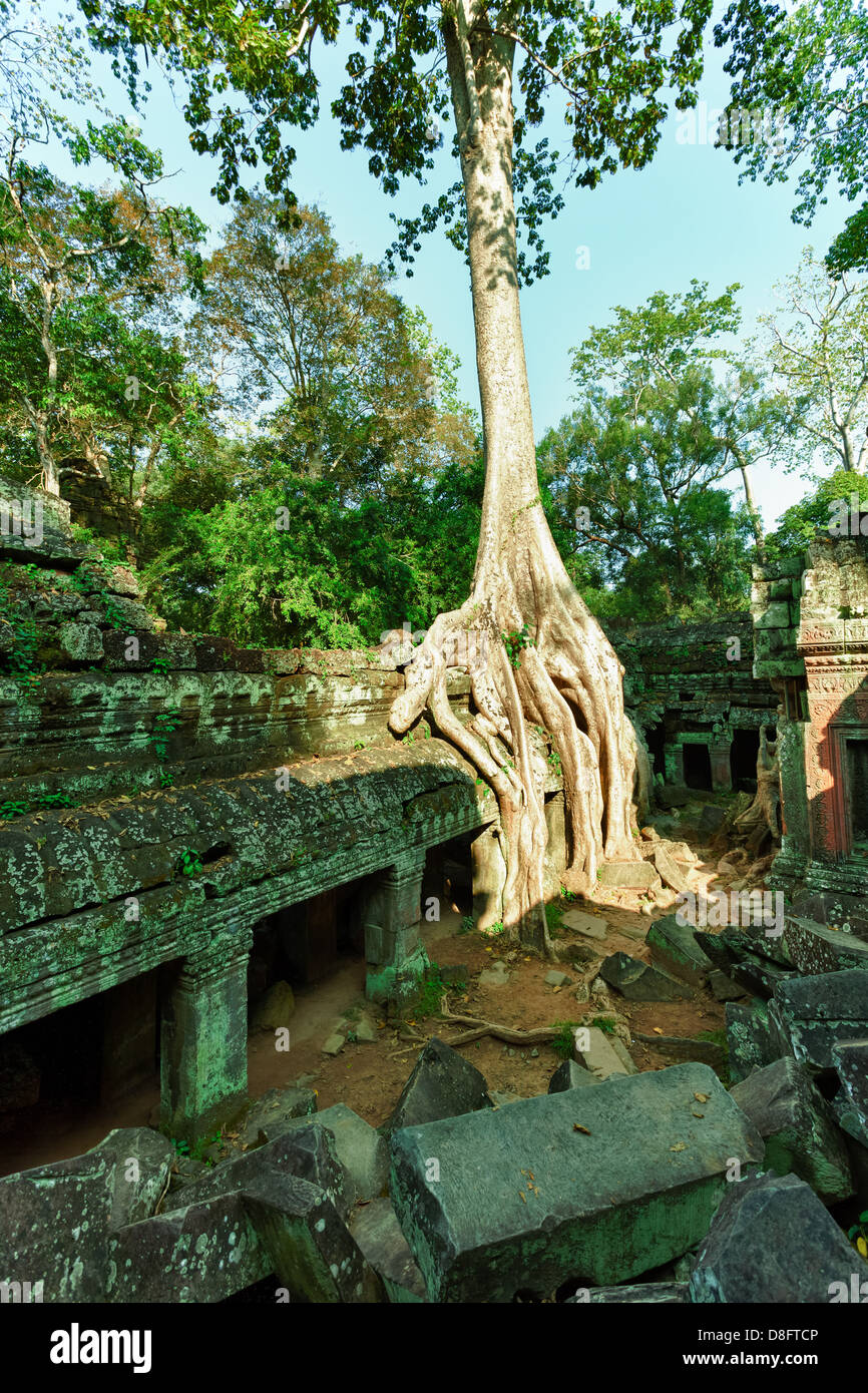Ta Prohm Temple in Angkor, Cambodia Stock Photo - Alamy