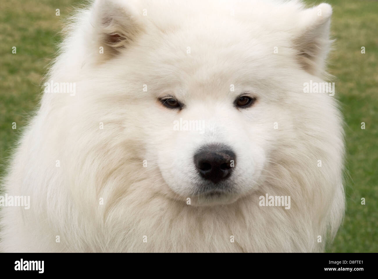 Canis familiars hi-res stock photography and images - Alamy