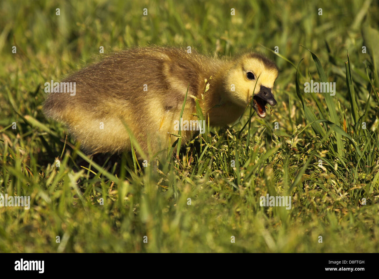 Canadian grass hi-res stock photography and images - Alamy