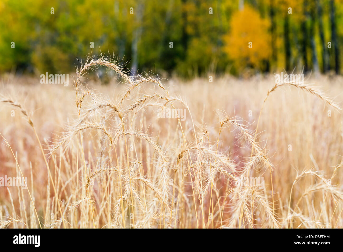 Tall grass hi-res stock photography and images - Alamy