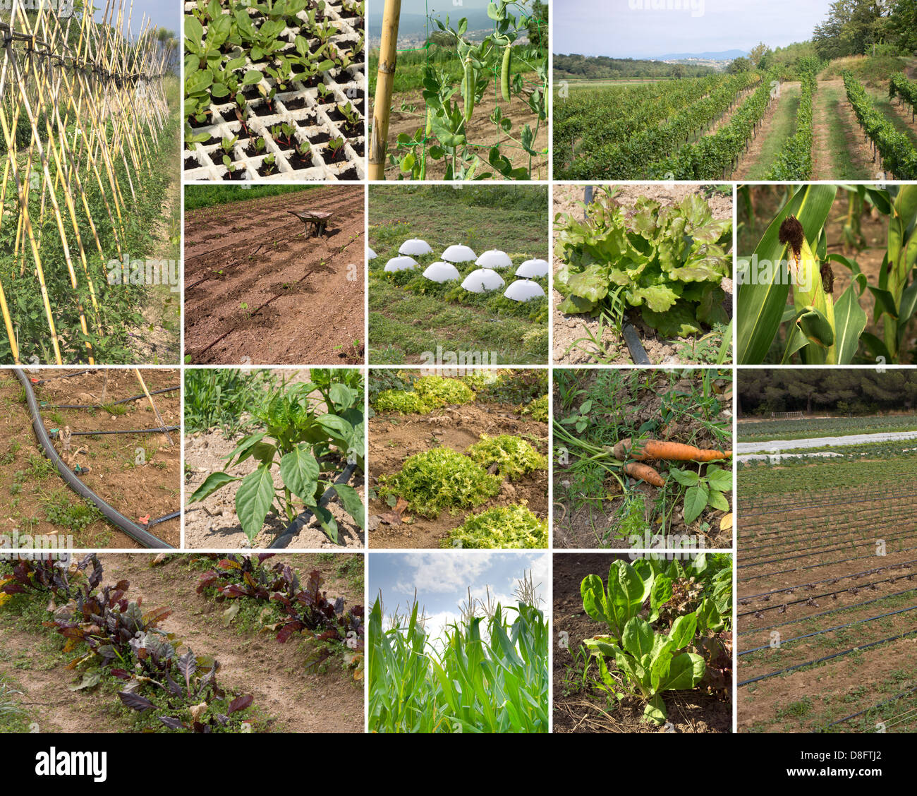 Collage of organic agriculture farms photographs Stock Photo - Alamy