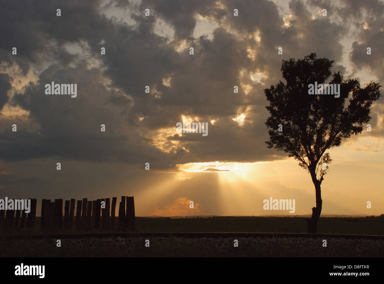 Sunset and tree Stock Photo - Alamy