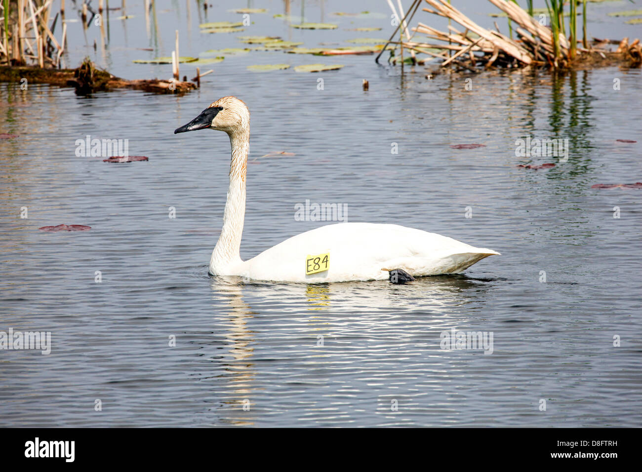 Trumpeter swan nest hi-res stock photography and images - Alamy