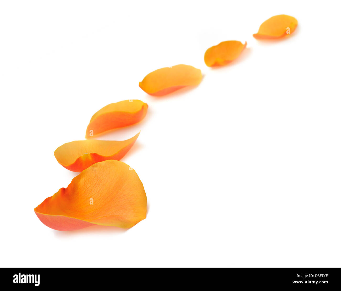 Roses isolated row hi-res stock photography and images - Alamy