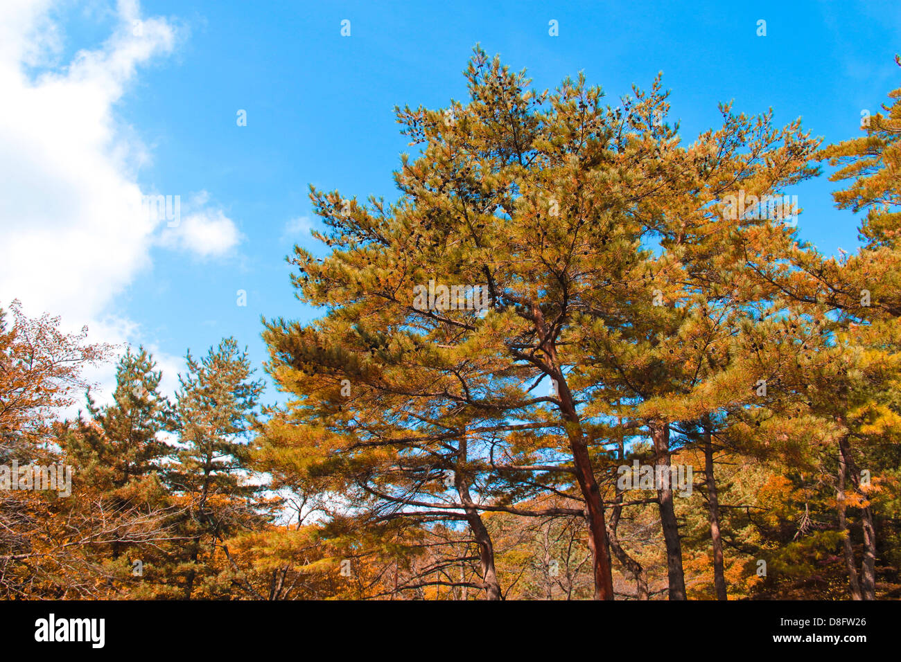 Autumn tree changing color Stock Photo - Alamy