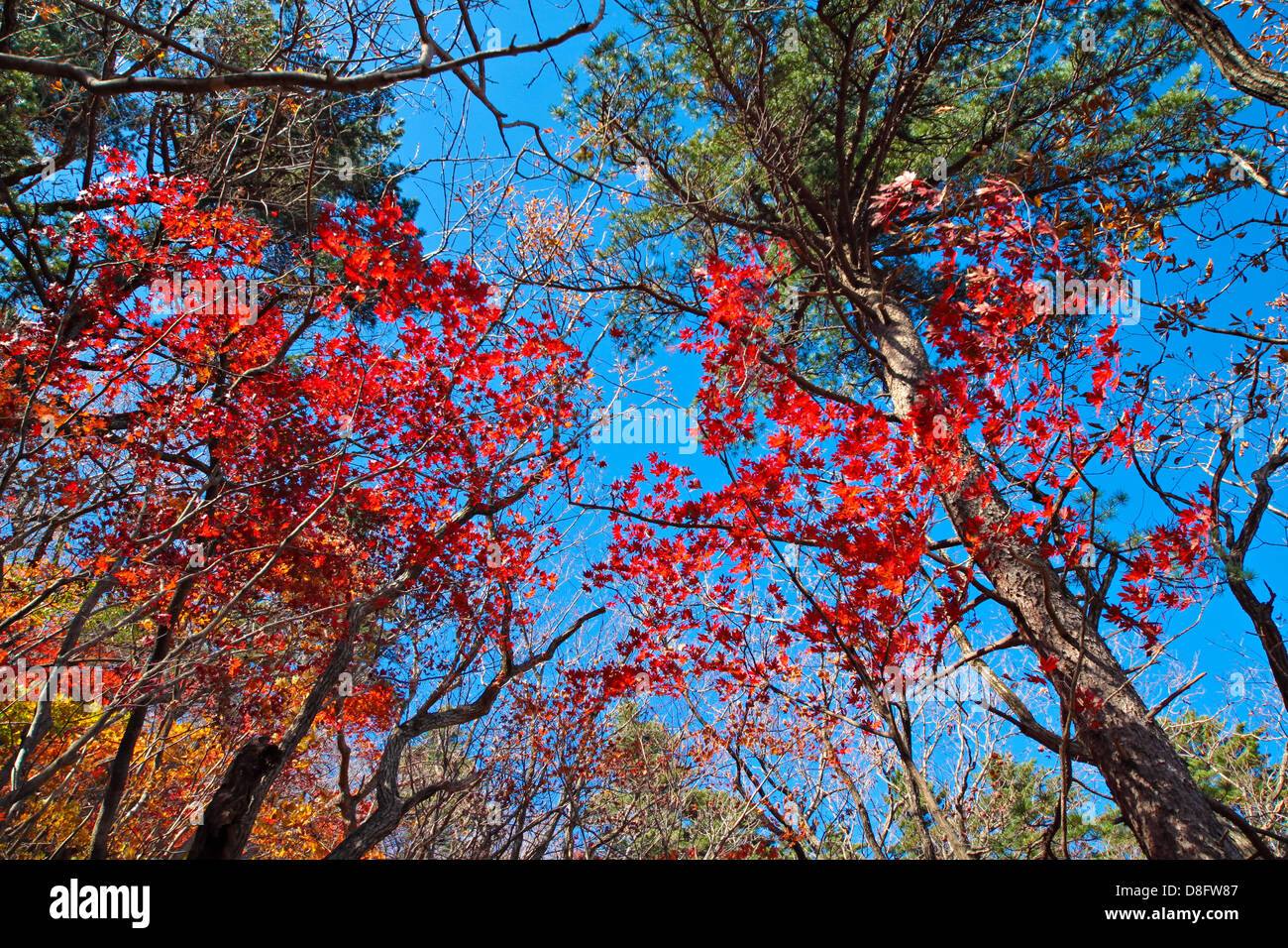 Red leaf autumn scenery Stock Photo - Alamy