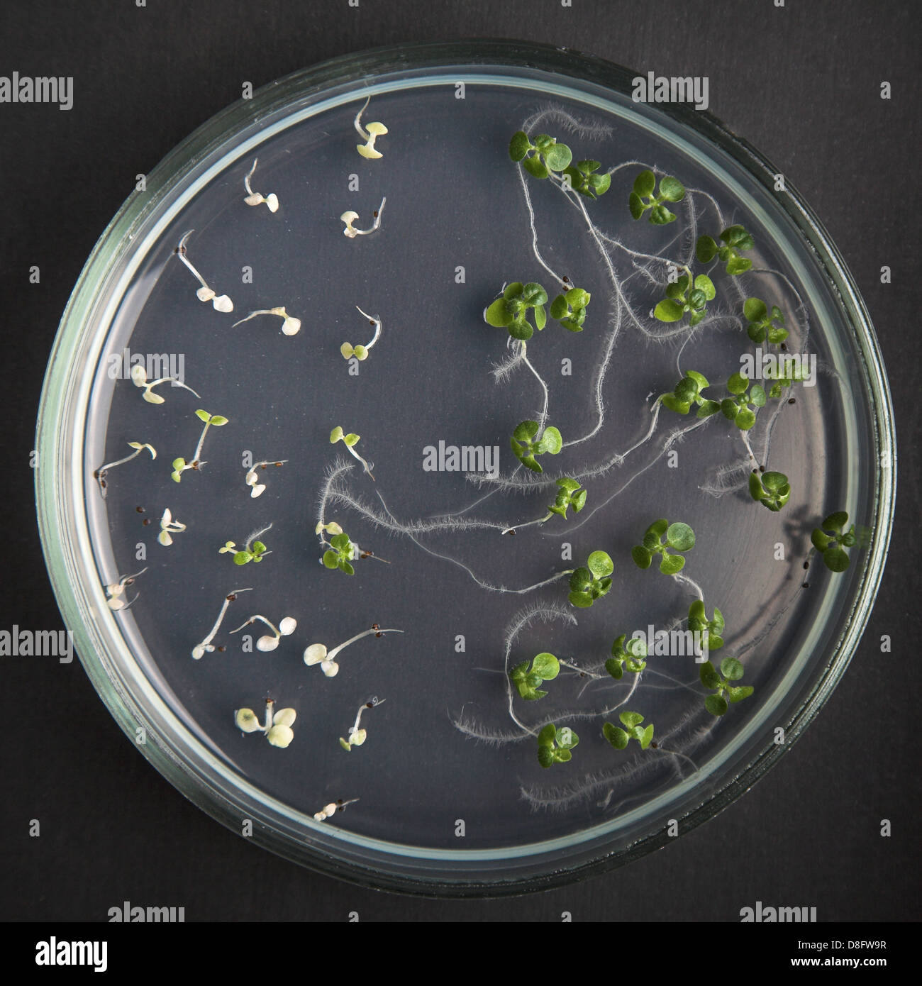 Gmo plants hi-res stock photography and images - Alamy