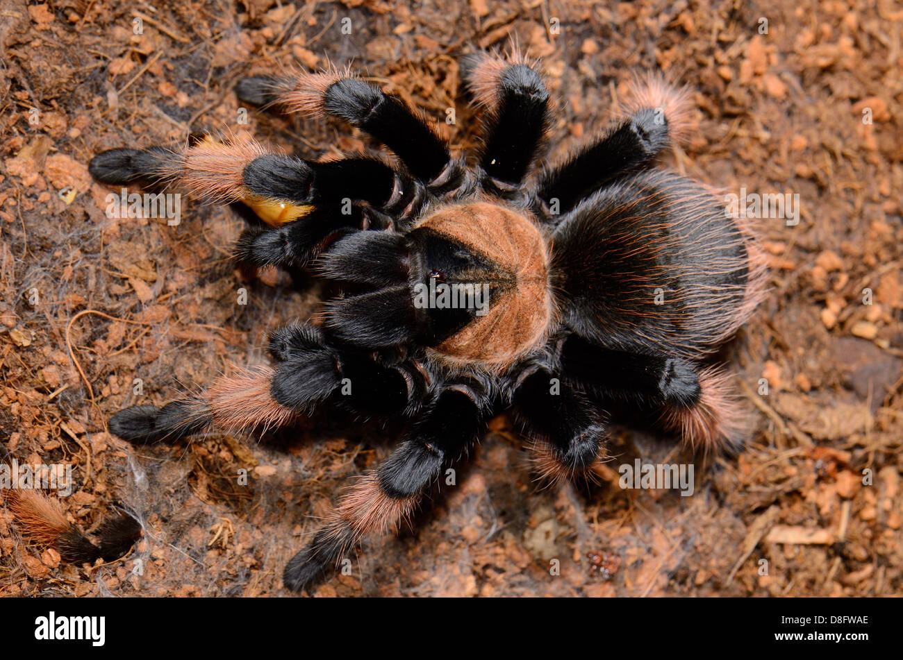 beautiful subadult female Mexican True Red Leg tarantula(Brachypelma ...