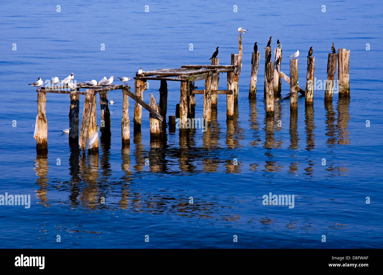 Pier bird hi-res stock photography and images - Alamy