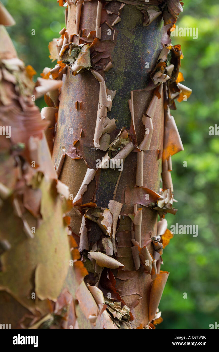 Acer Griseum Tree (Paperbark Maple Tree Stock Photo - Alamy