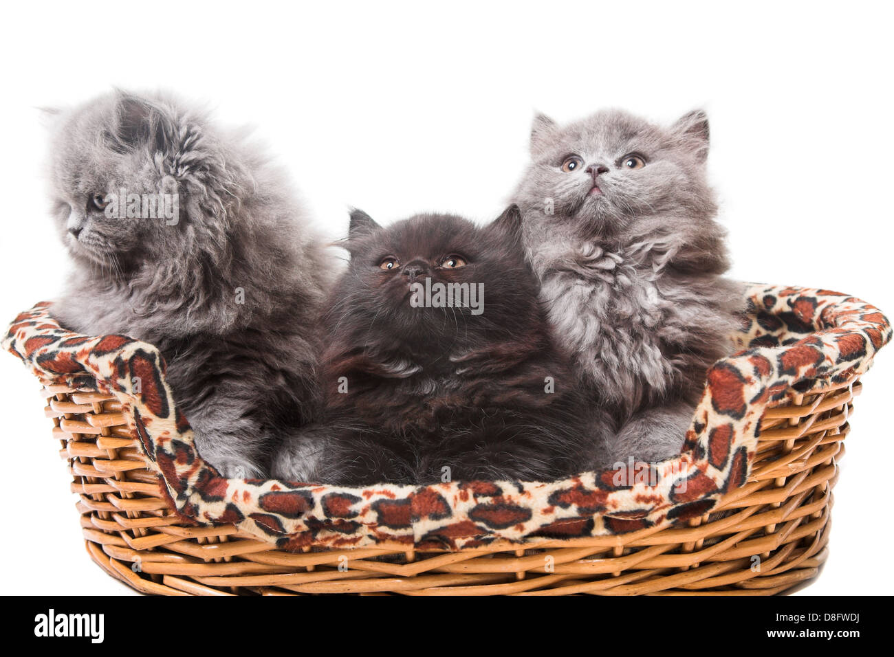 British kittens hi-res stock photography and images - Alamy