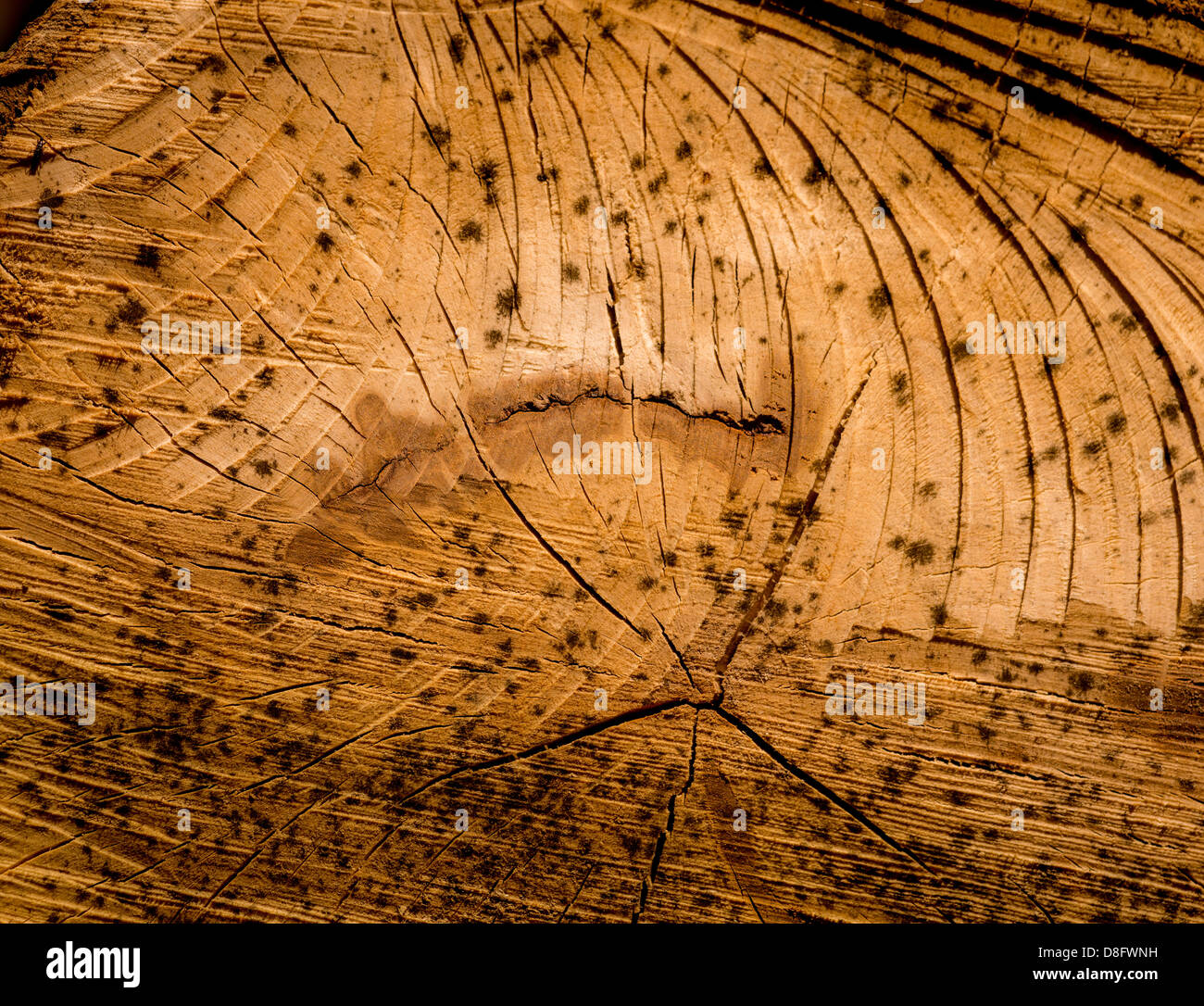 Woodland texture hi-res stock photography and images - Alamy