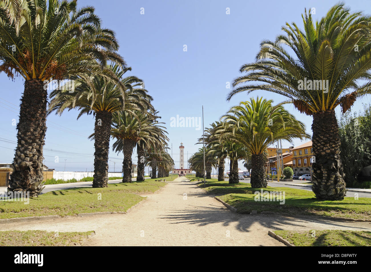 Chico palm hi-res stock photography and images - Alamy