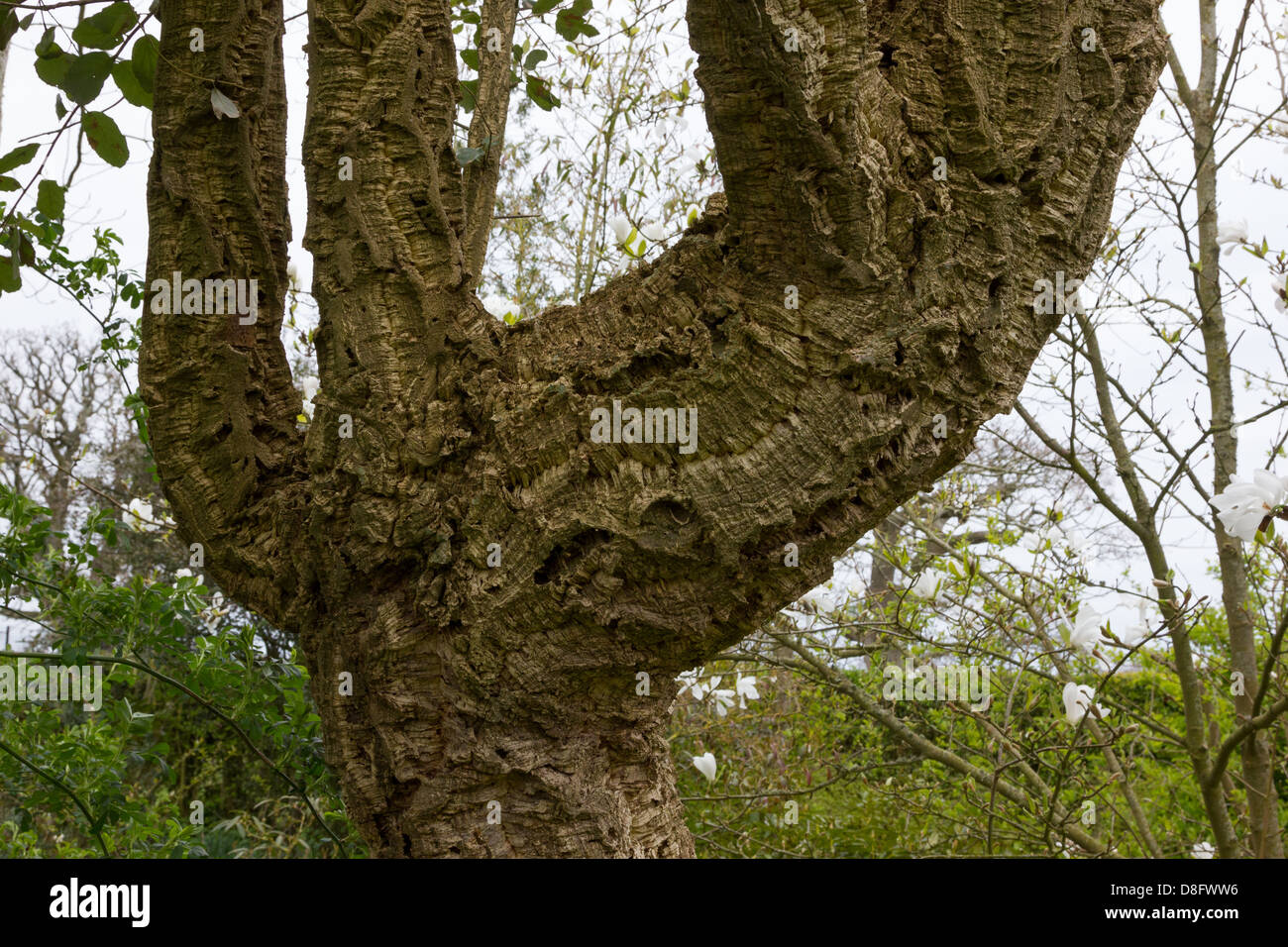 Cork tree hi-res stock photography and images - Alamy