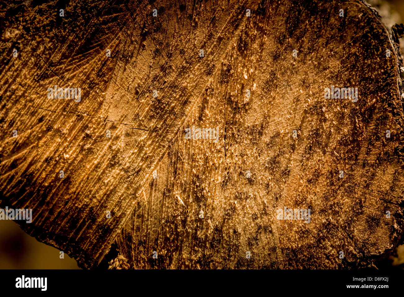 Generic wood and texture in a Sussex woodland, UKbeige Stock Photo - Alamy