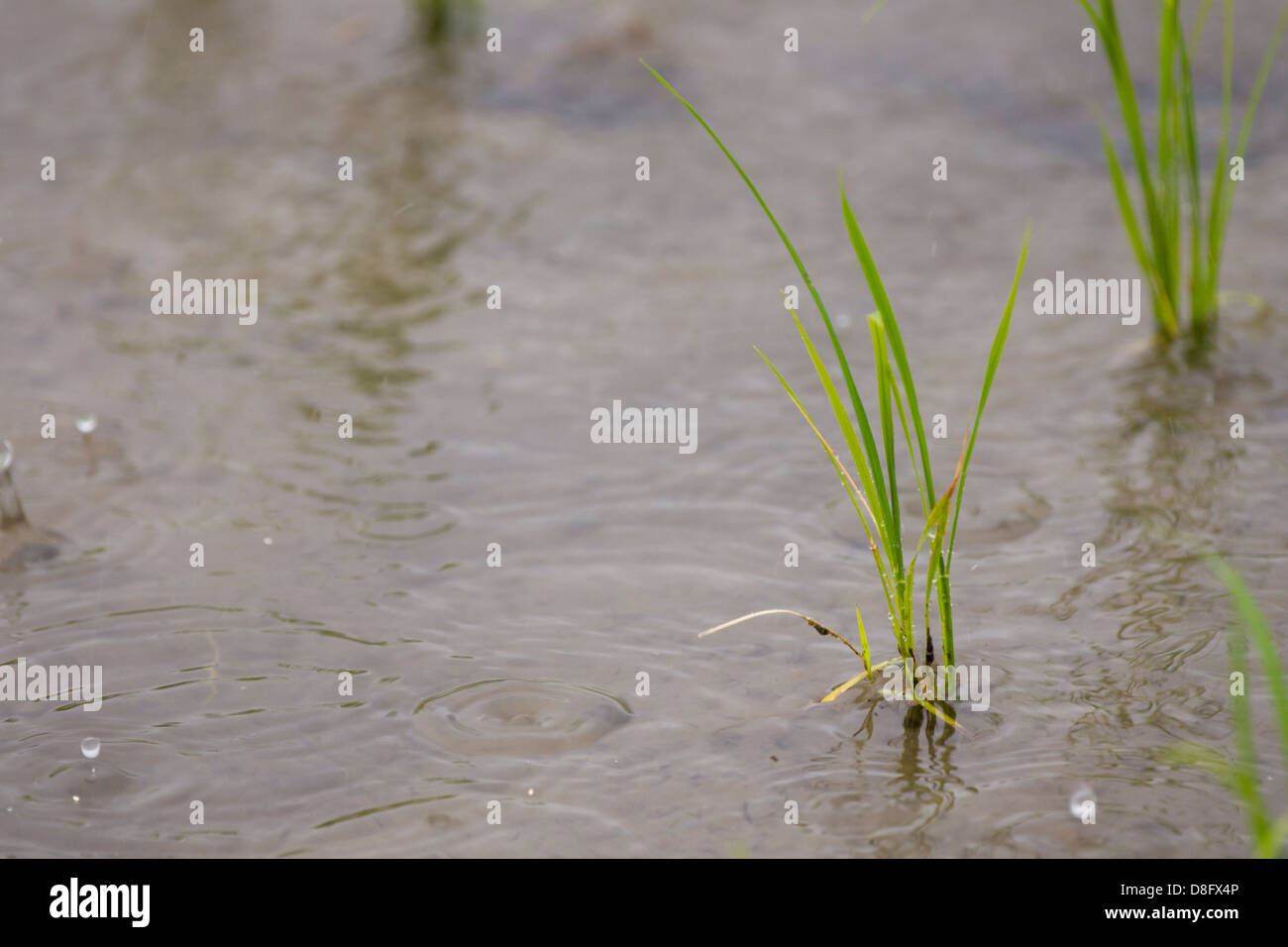 Japan rice crop hi-res stock photography and images - Alamy
