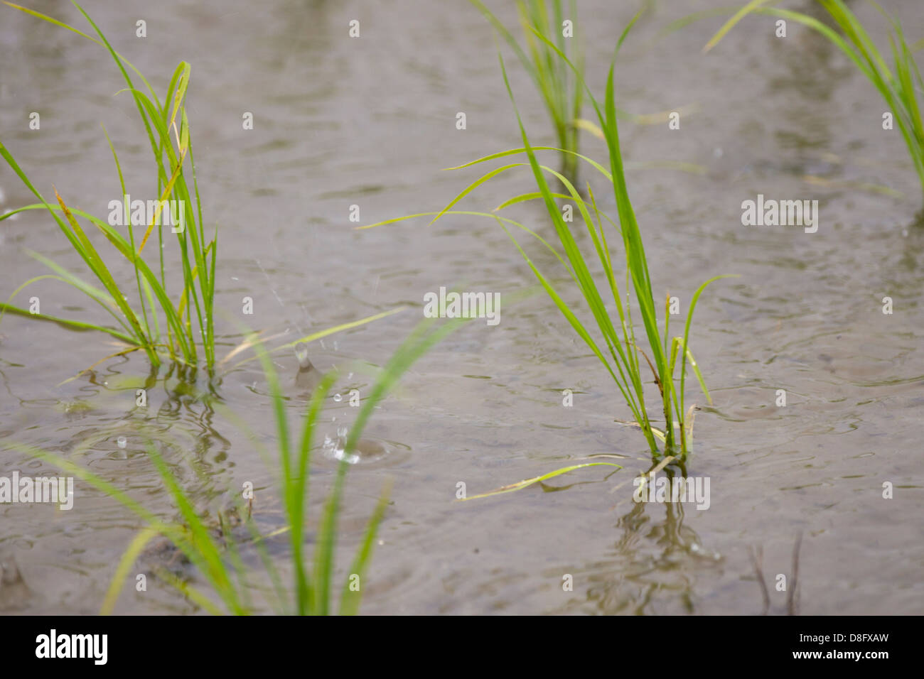 Rain falling on recently planted rice, Japan Stock Photo - Alamy