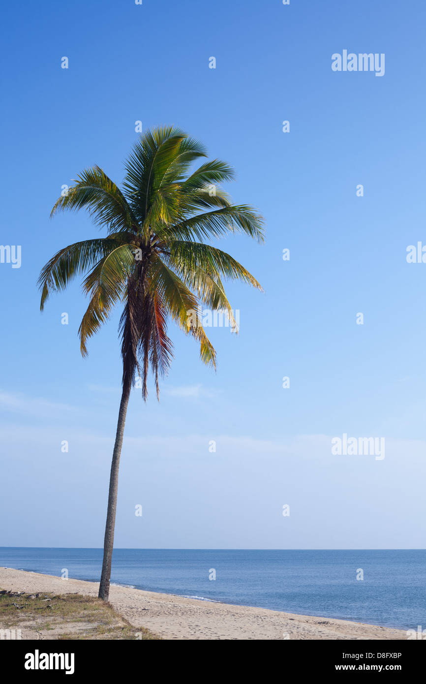 Coconut tree on the beach Stock Photo - Alamy