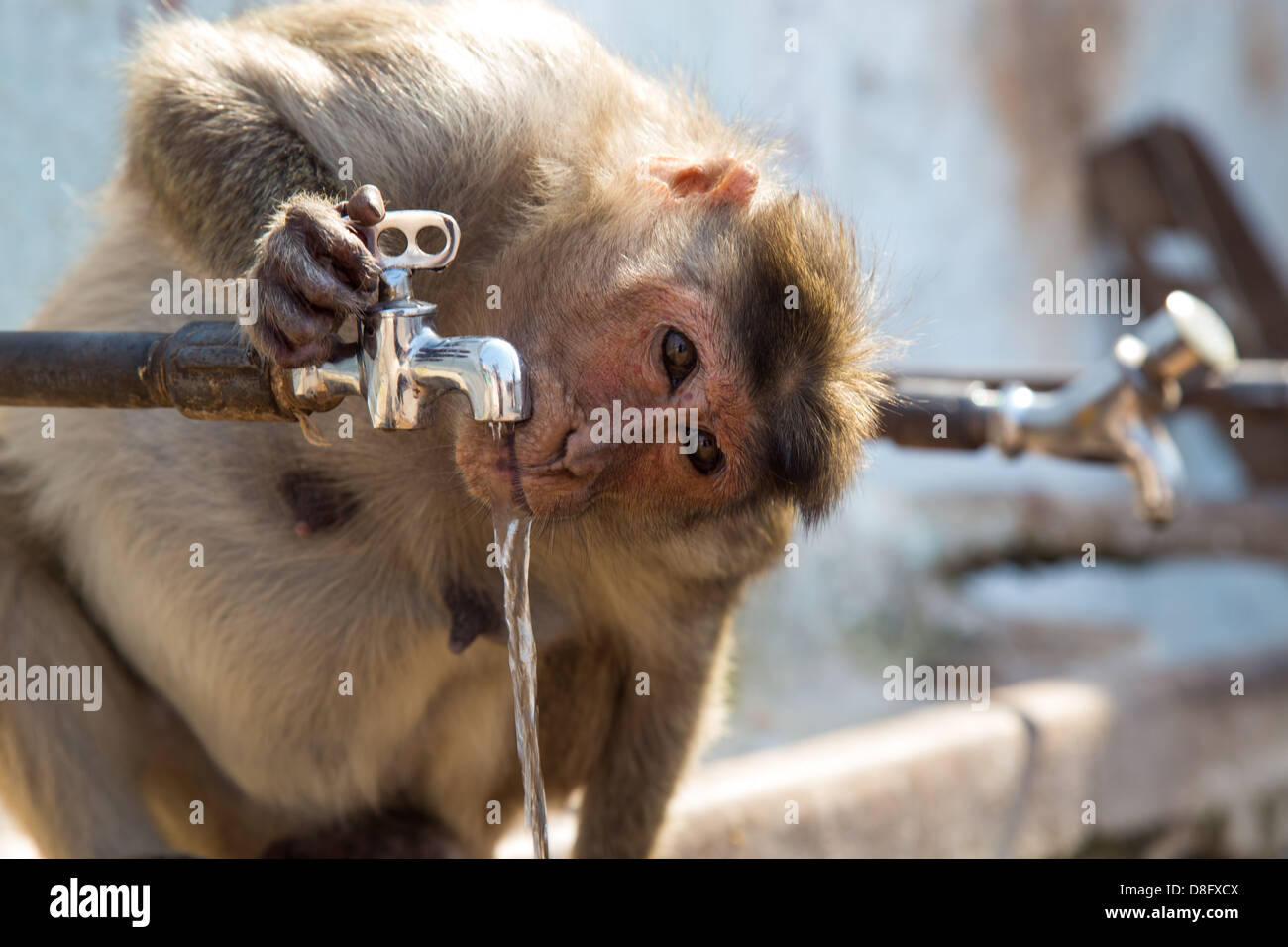 Water tap india hi-res stock photography and images - Alamy