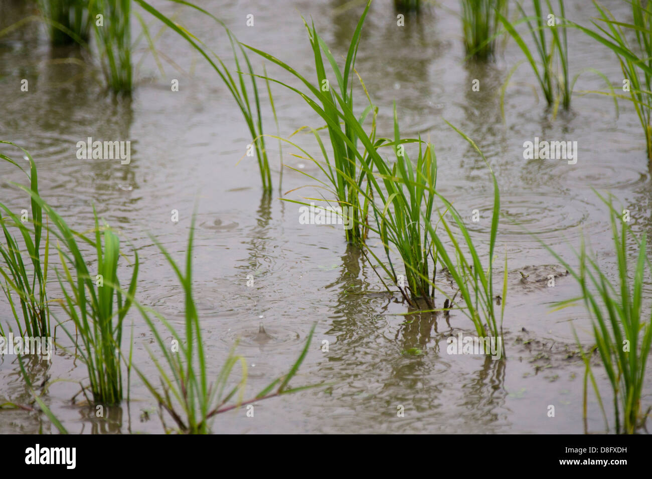 Rain falling on recently planted rice, Japan Stock Photo - Alamy