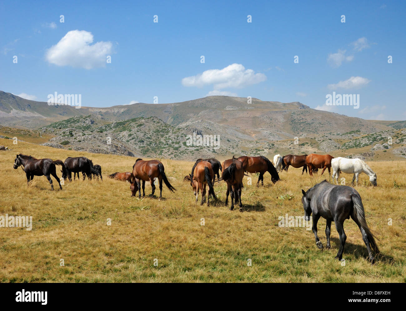 Horses from the mountain from Macedonia Stock Photo - Alamy