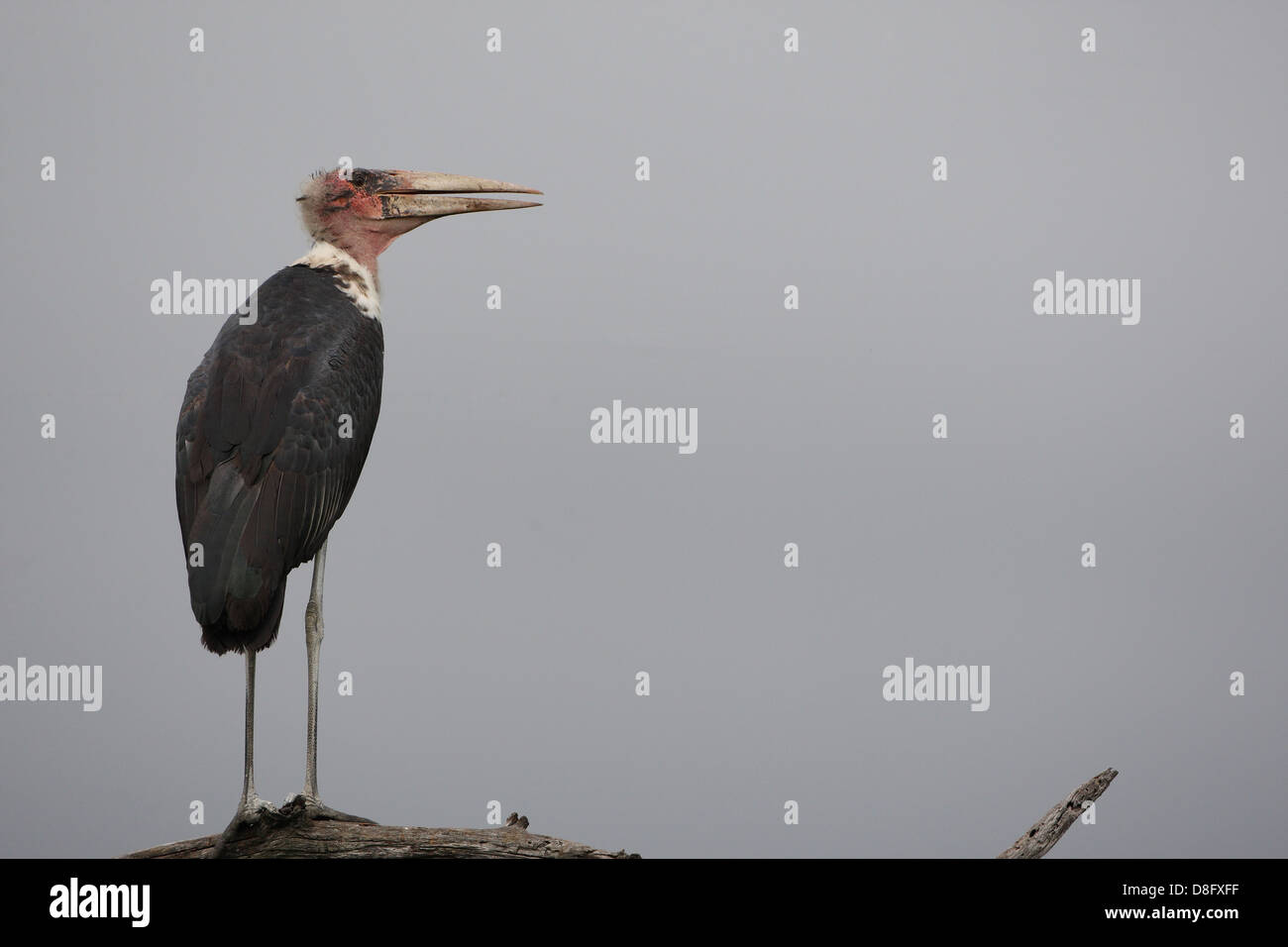 Marabou meadows hi-res stock photography and images - Alamy