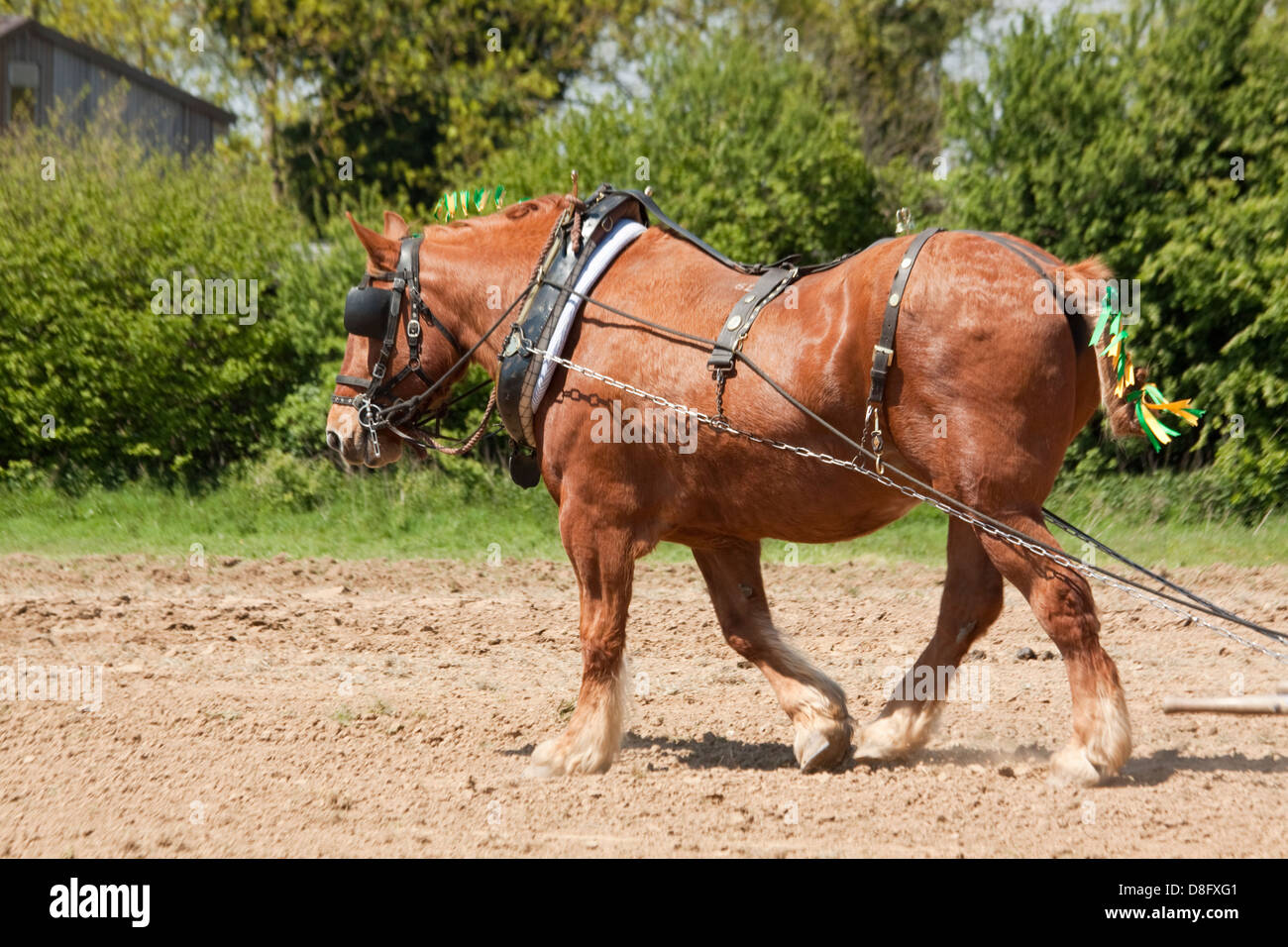 Suffolk Punch Horse at Ploughing Competition Stock Photo - Alamy