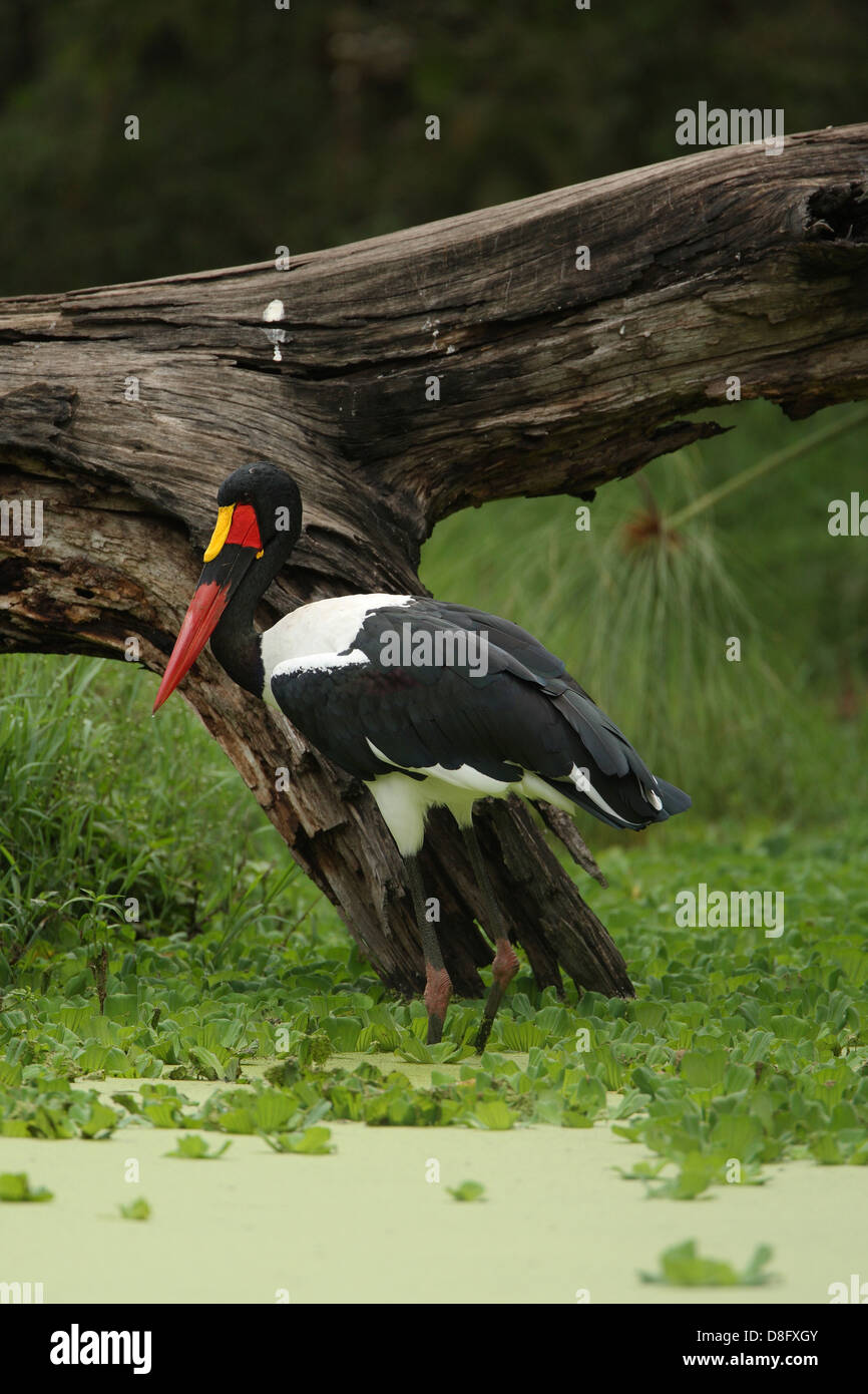 saddle bill stork Stock Photo - Alamy