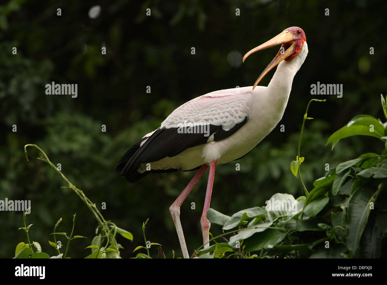 yellow billed stork Stock Photo - Alamy