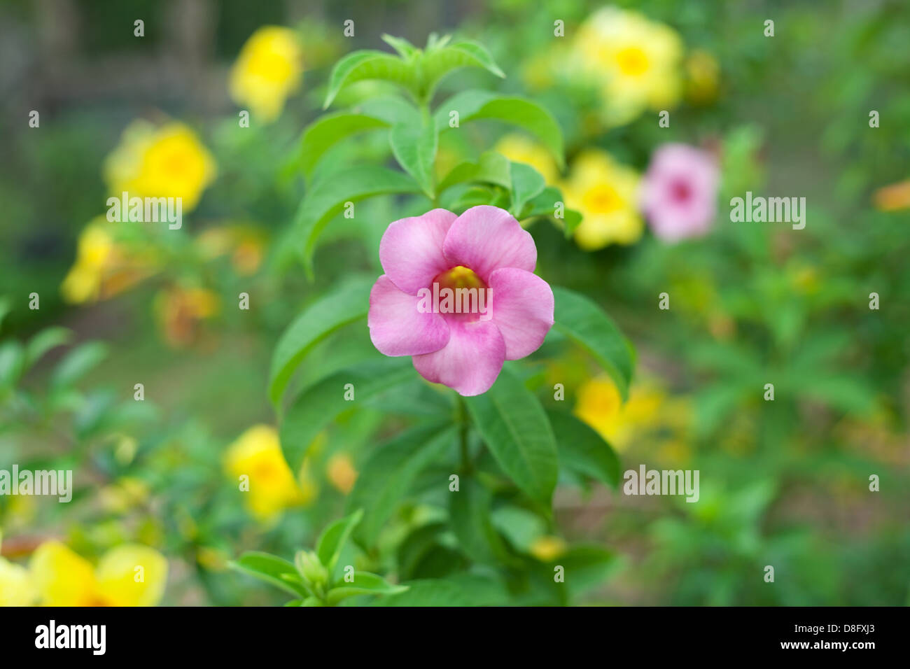 Allamanda flower hi-res stock photography and images - Alamy