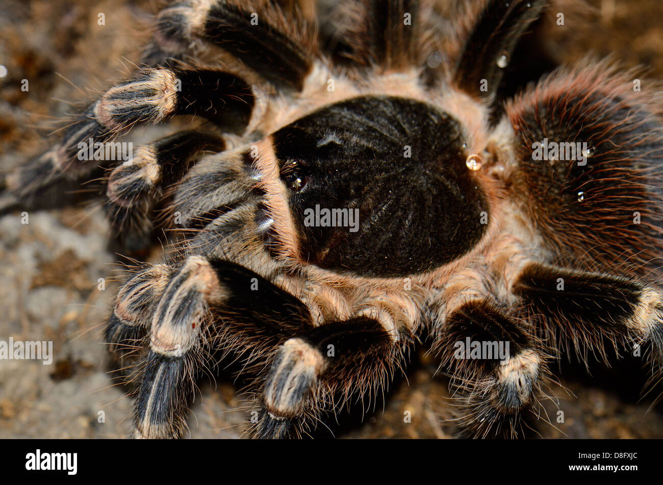 beautiful immature female Brazilian White Stripe Tarantula ...