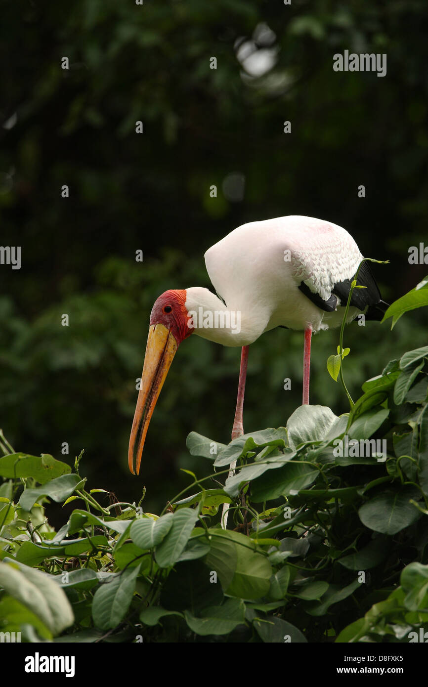 yellow billed stork Stock Photo - Alamy