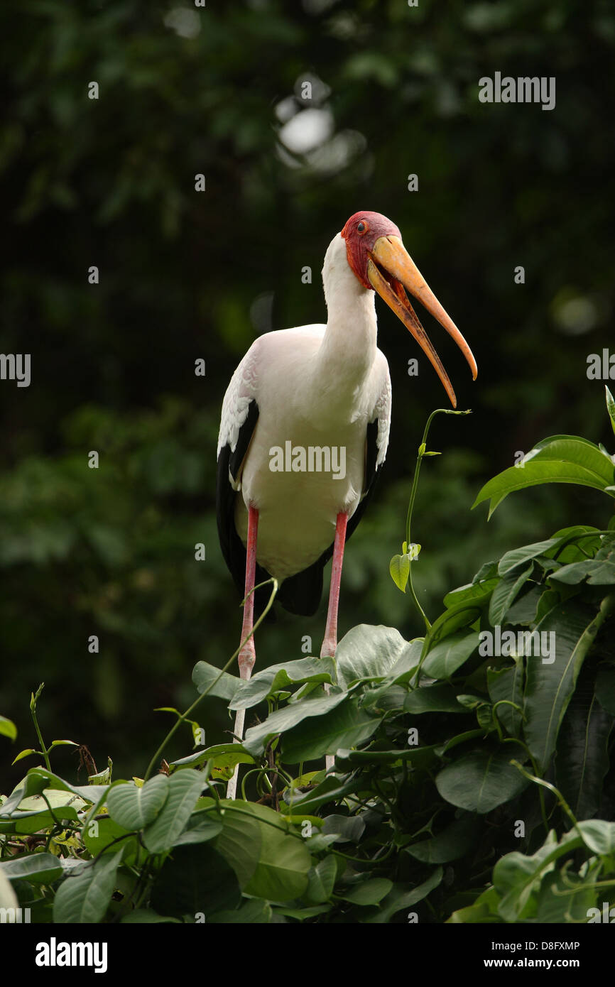 yellow billed stork Stock Photo - Alamy