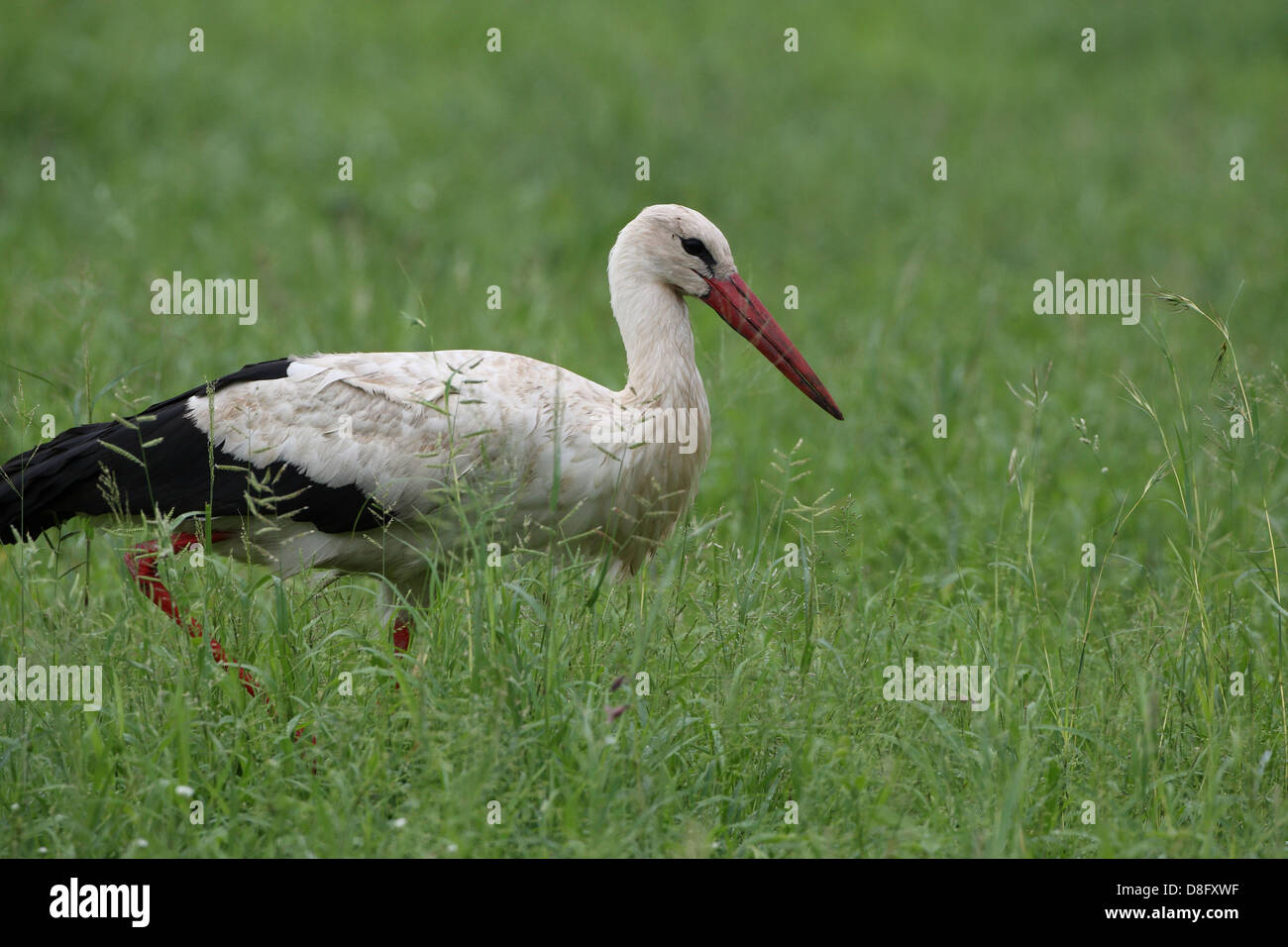 Stork society hi-res stock photography and images - Alamy