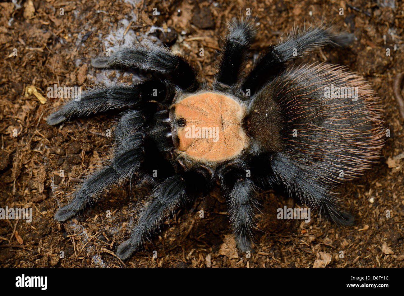 Red Rump Tarantula
