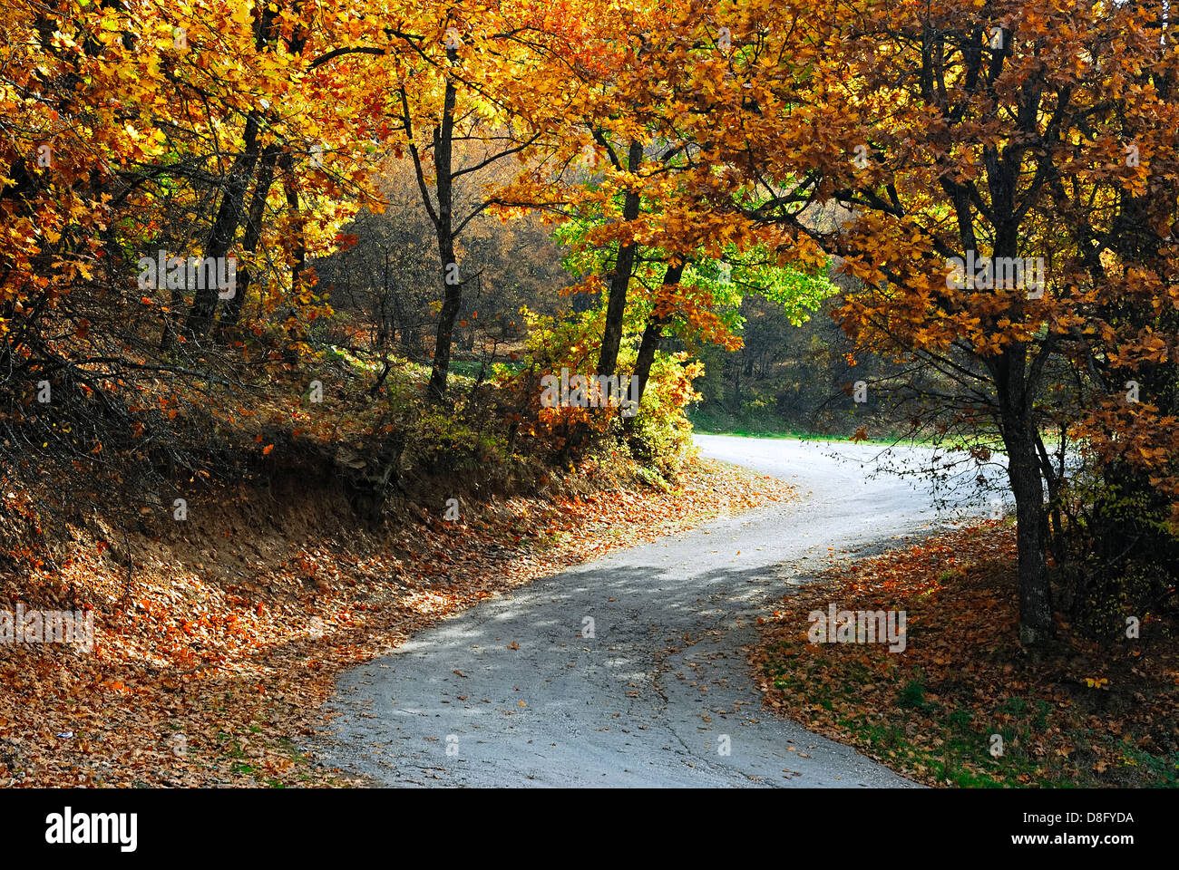 Pathway through forest hi-res stock photography and images - Alamy