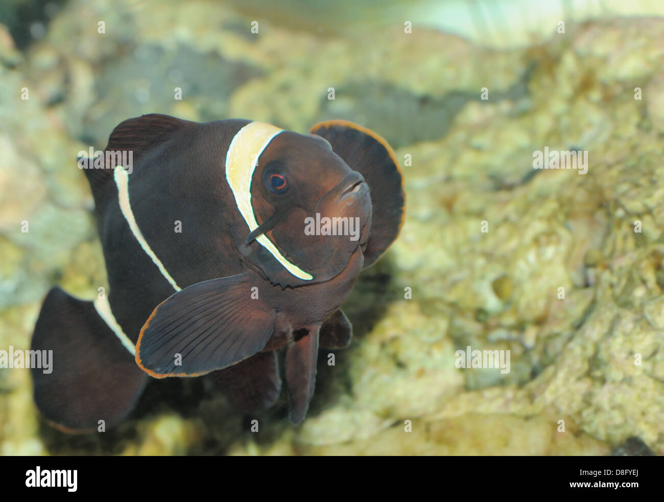 Polyp fish hi-res stock photography and images - Alamy