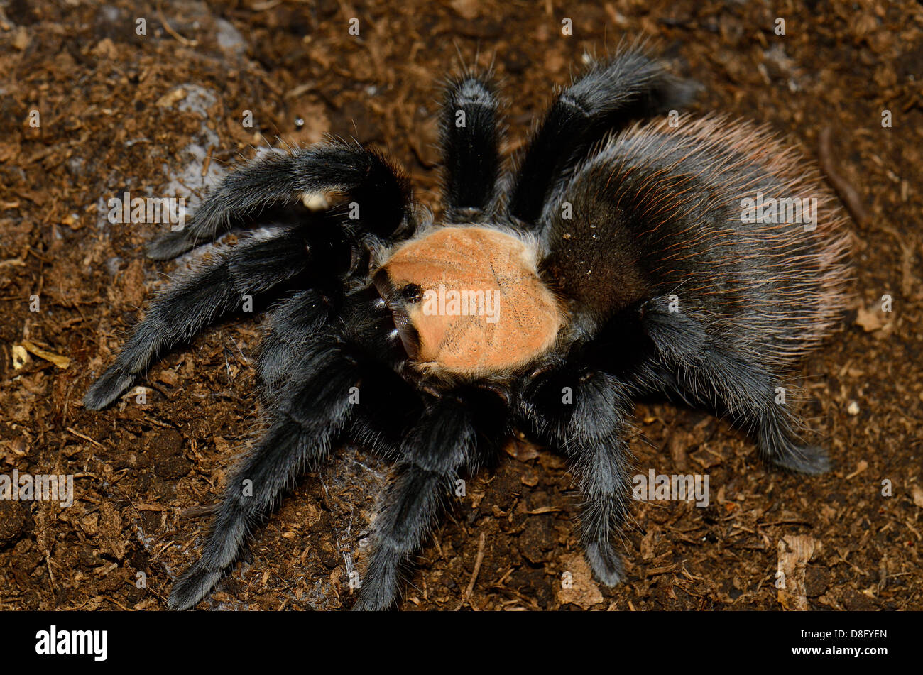 beautiful subadult female Mexican golden red rump tarantula ...