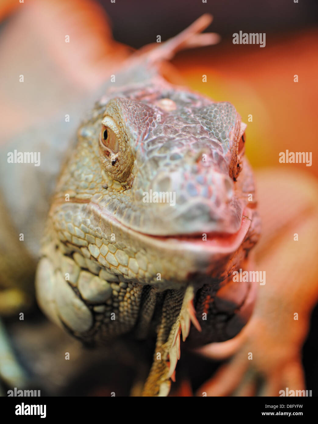 Iguana iguana tail hi-res stock photography and images - Alamy