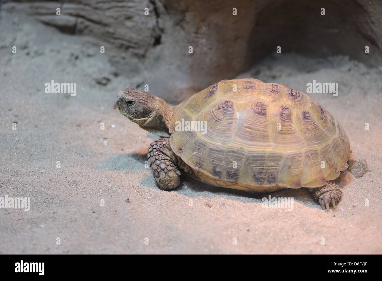 Box turtle hi-res stock photography and images - Alamy