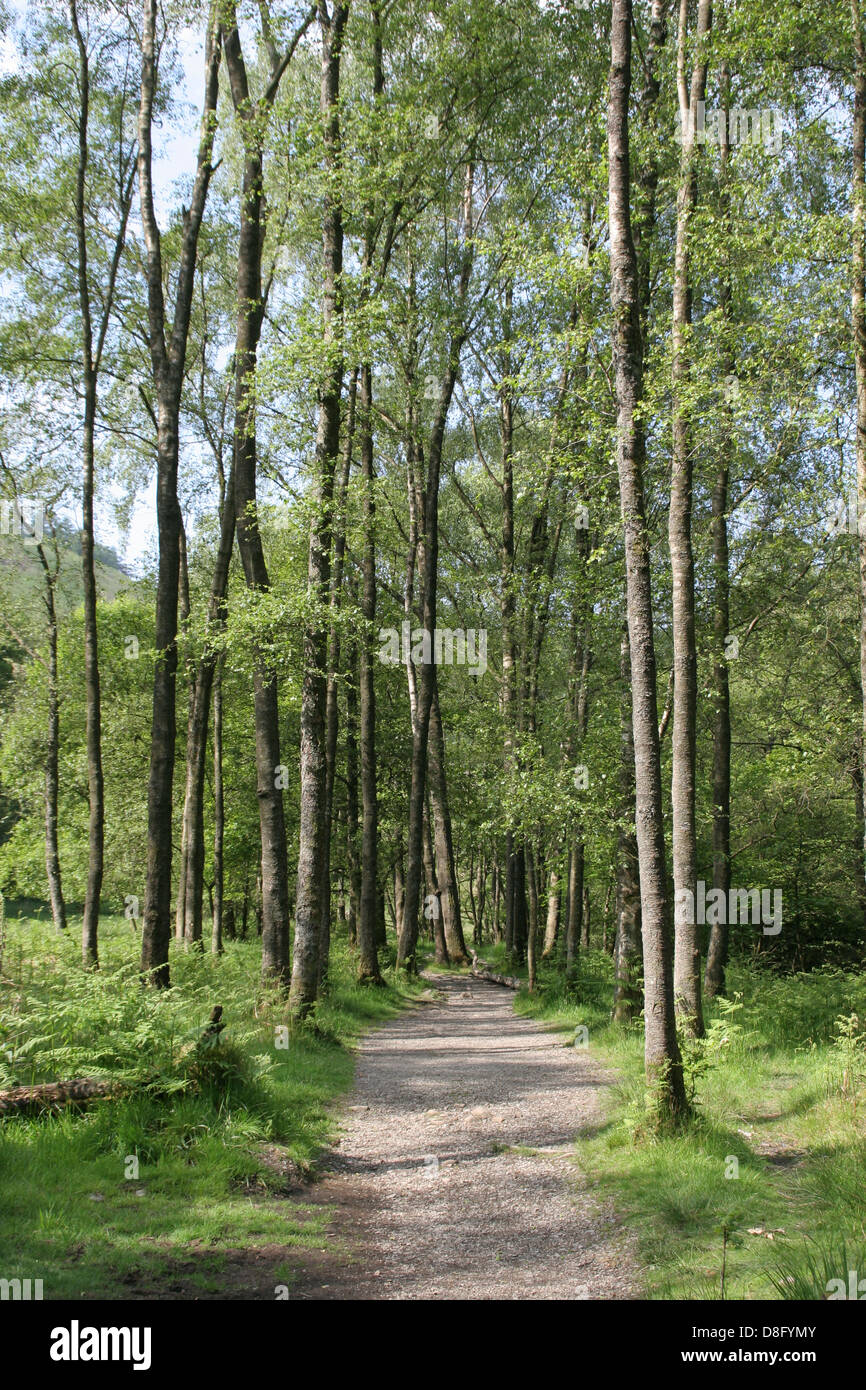 White path moss hi-res stock photography and images - Alamy