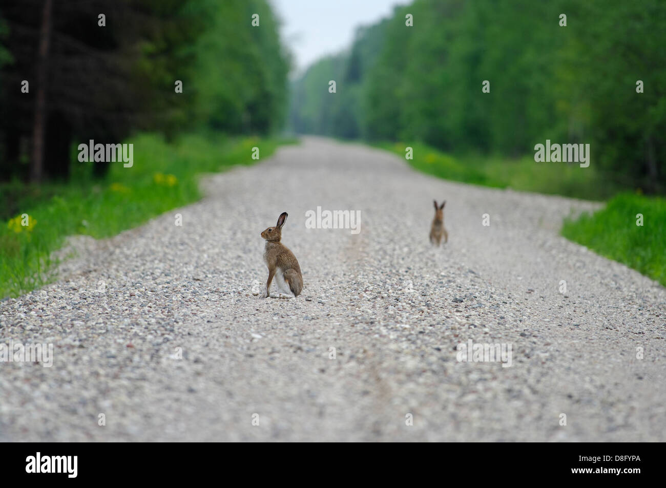 Two Hares Lepus timidus sitting on the road, Pärnu county Estonia EU ...