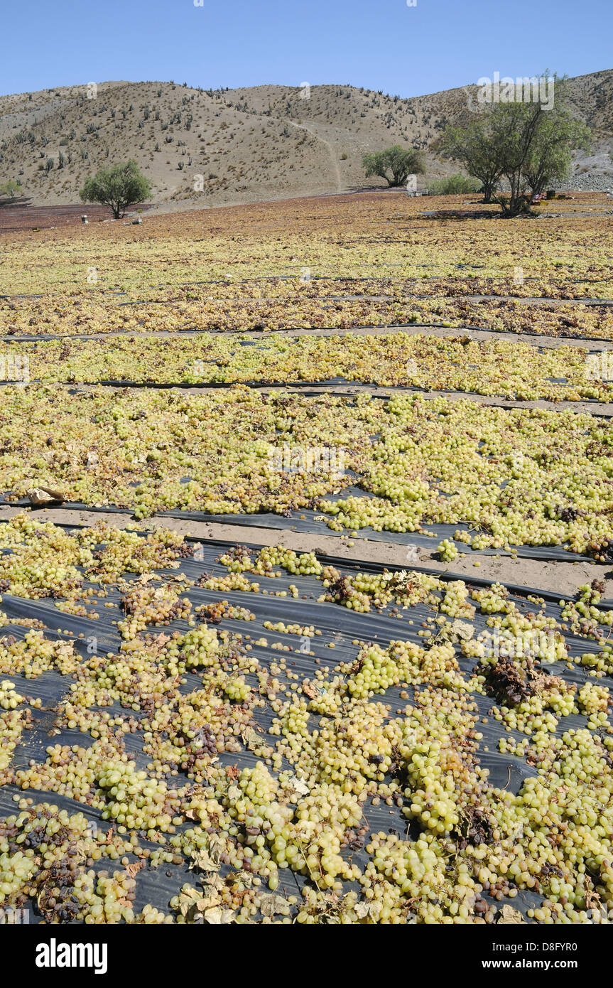 Drying of grapes Stock Photo - Alamy