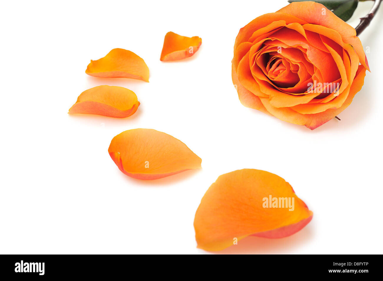 Rose with petals Stock Photo - Alamy