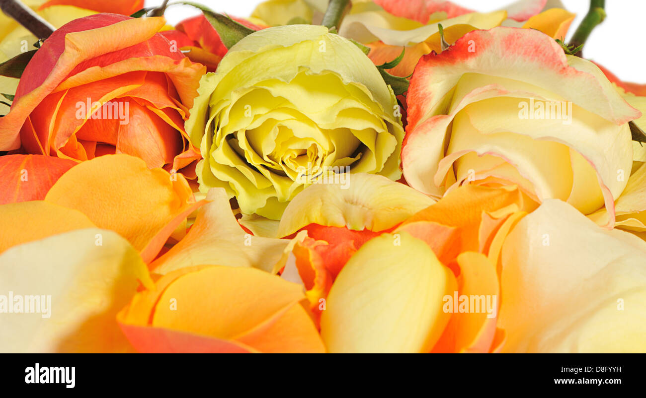 Rose beautiful closeup plant b hi-res stock photography and images - Alamy