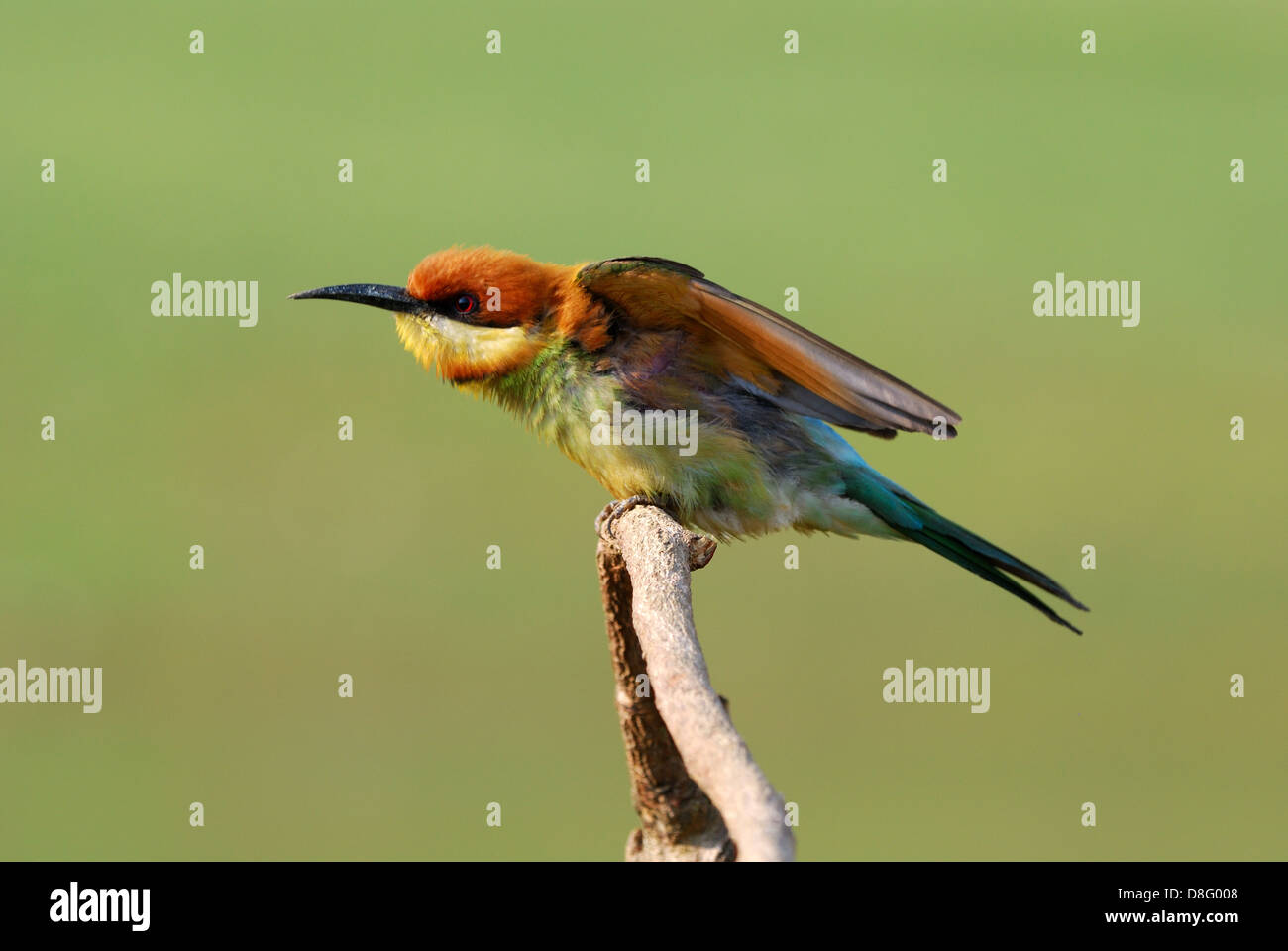 Beautiful of Chestnut-headed Bee-eater (Merops leschenaulti) on a ...